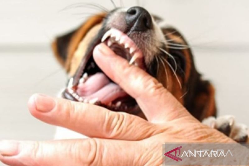 Cuci luka jadi pertolongan pertama kasus gigitan hewan penular rabies ...